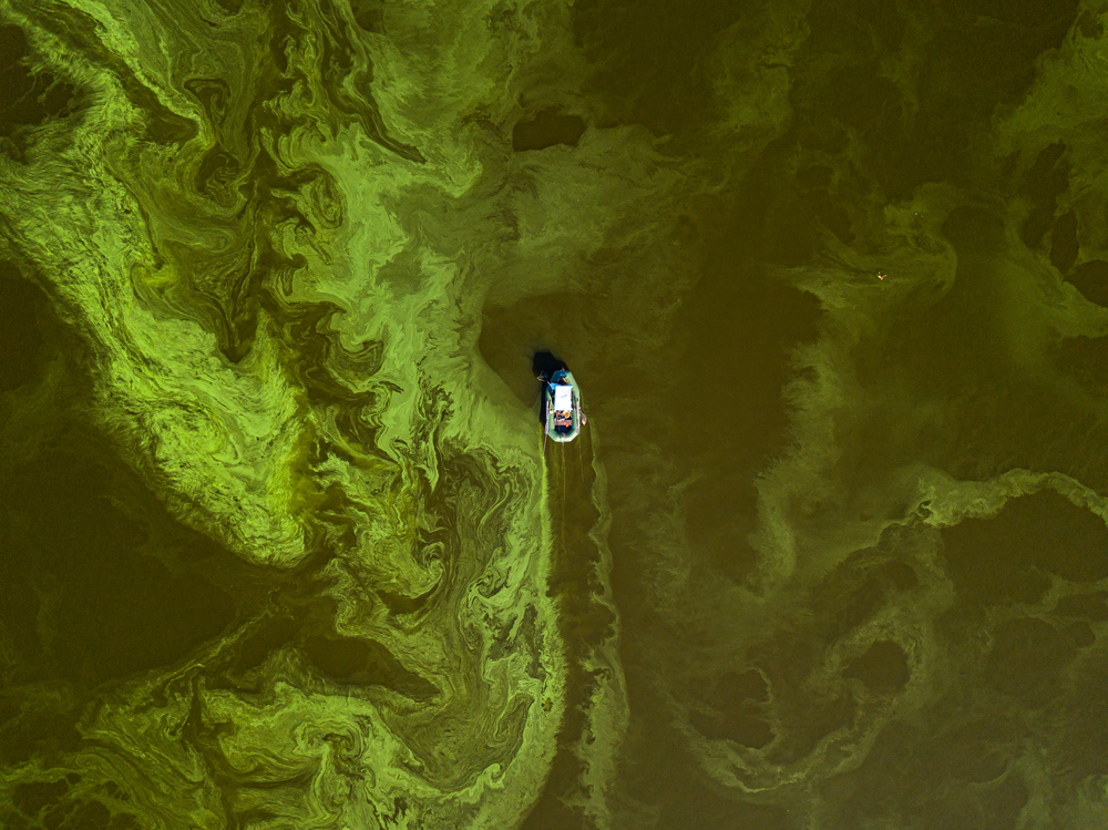 Fishing,Boat,On,Green,Water,,Aerial,Drone,View.,Algae,Bloom ...